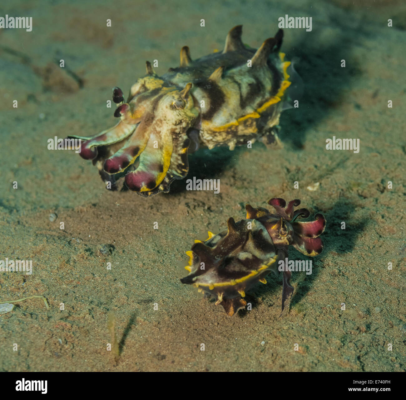 Baby and adult flamboyant cuttlefish Stock Photo - Alamy