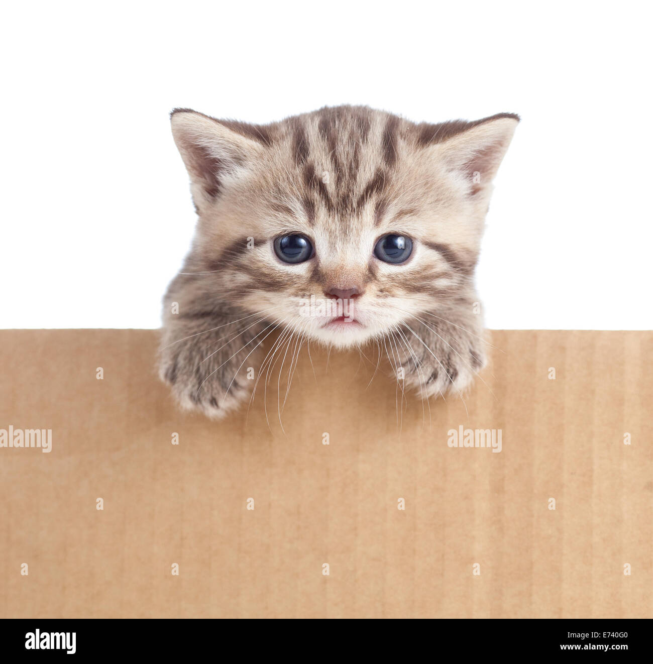 kitten in cardboard box Stock Photo - Alamy