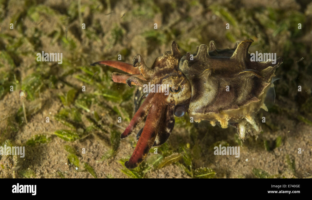 Flamboyant sepia hi-res stock photography and images - Alamy