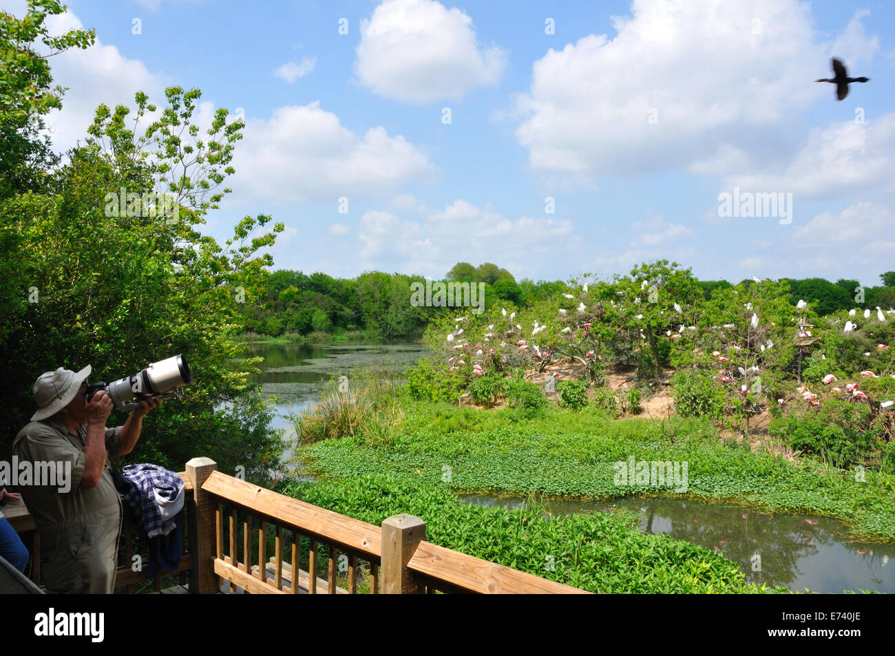 Wildlife photographer at Smith Oaks Bird Sanctuary rookery on High ...