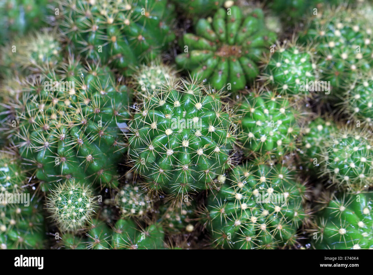 Closeup of the beautiful cactus Stock Photo - Alamy