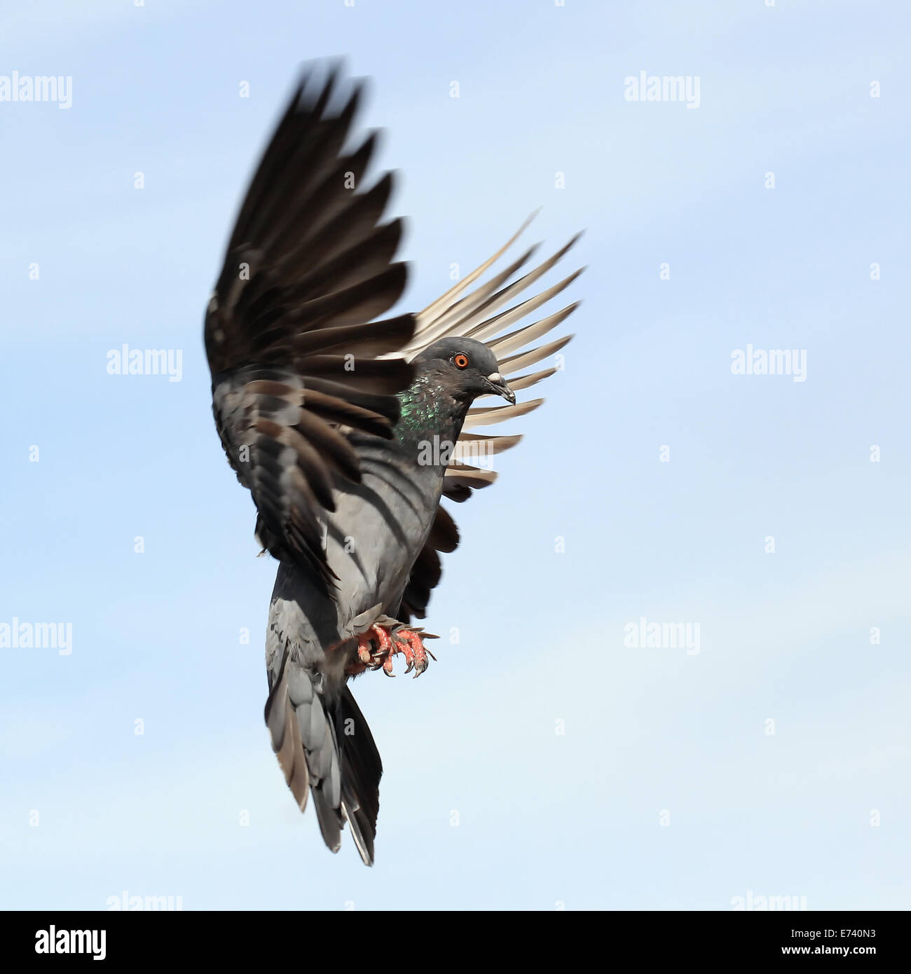 flying pigeon against beautiful sky Stock Photo - Alamy