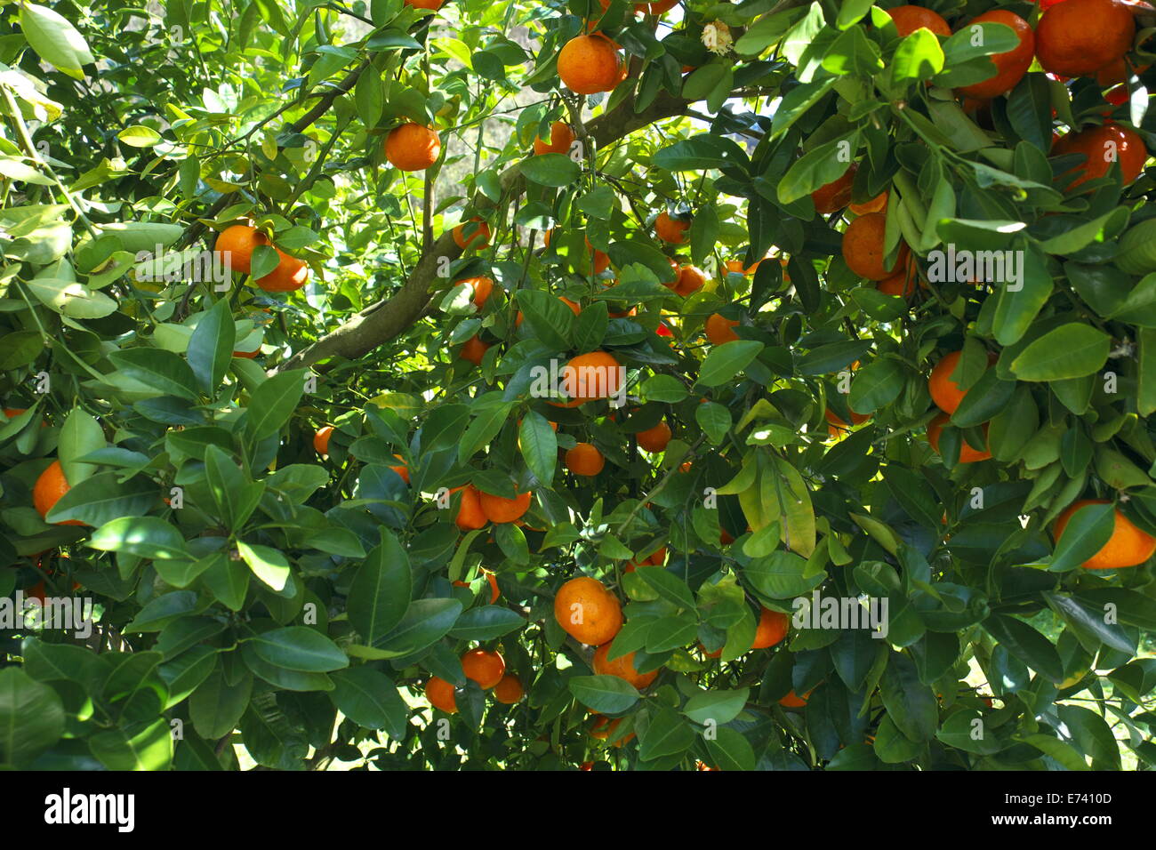 mandarins growing in the Hawkesbury valley region, 2 hours north of ...