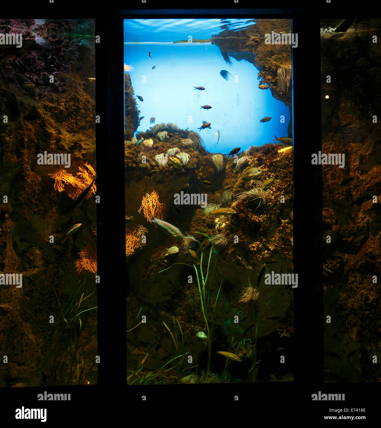 Fish tanks marine display hi-res stock photography and images - Alamy