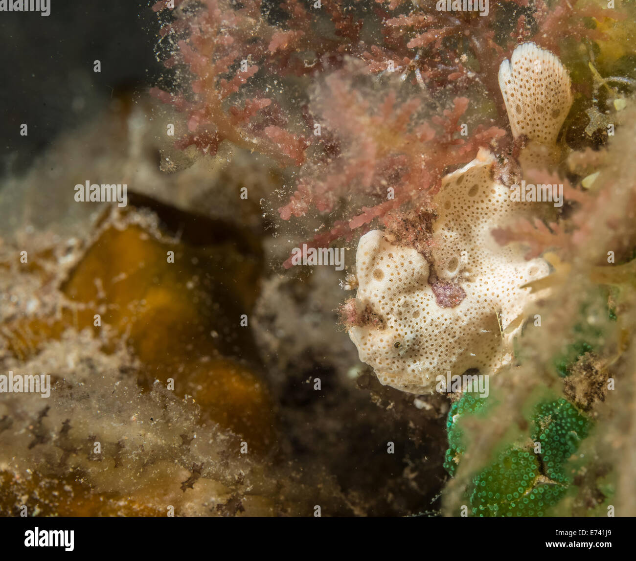 Juvenile painted frogfish Stock Photo - Alamy