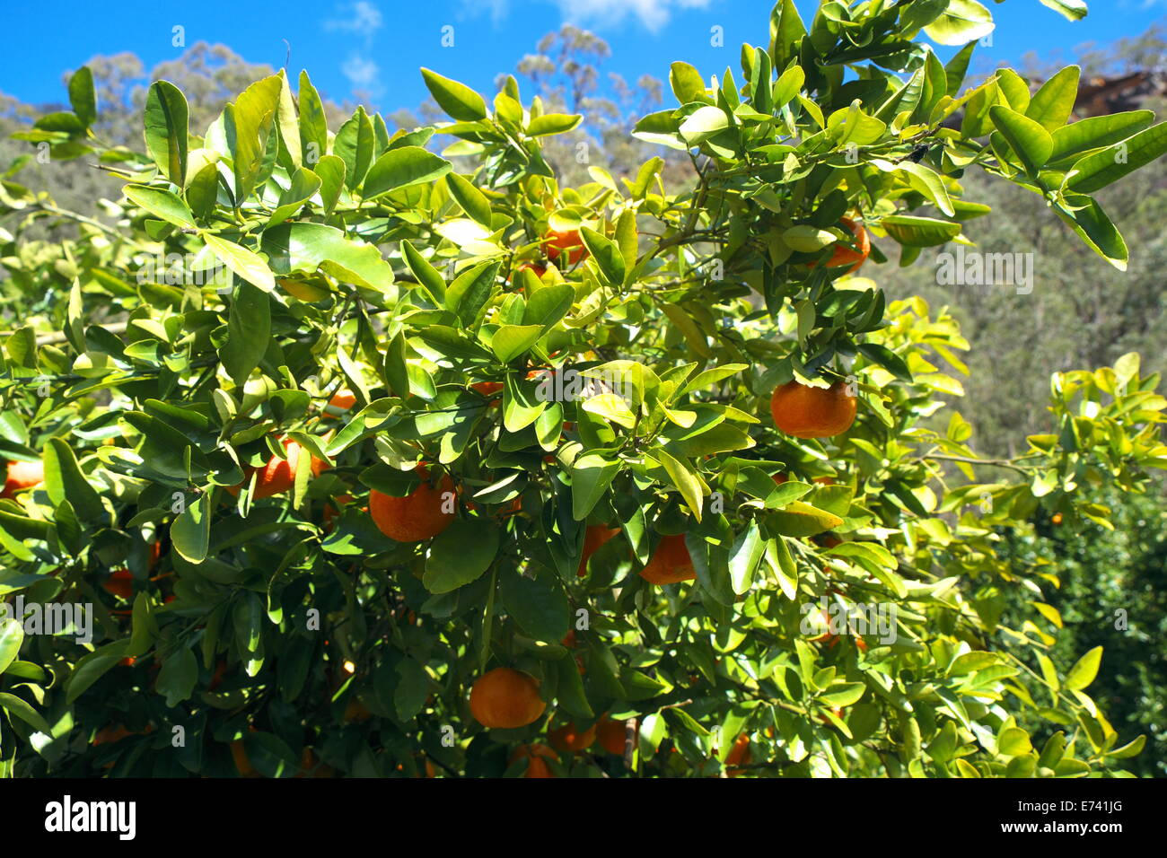 mandarins growing in the Hawkesbury valley region, 2 hours north of ...