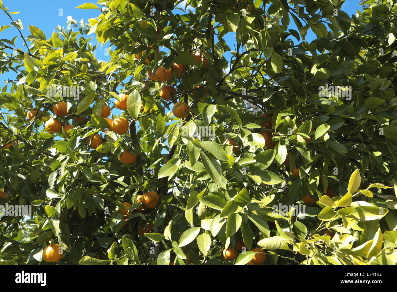 mandarins growing in the Hawkesbury valley region, 2 hours north of ...