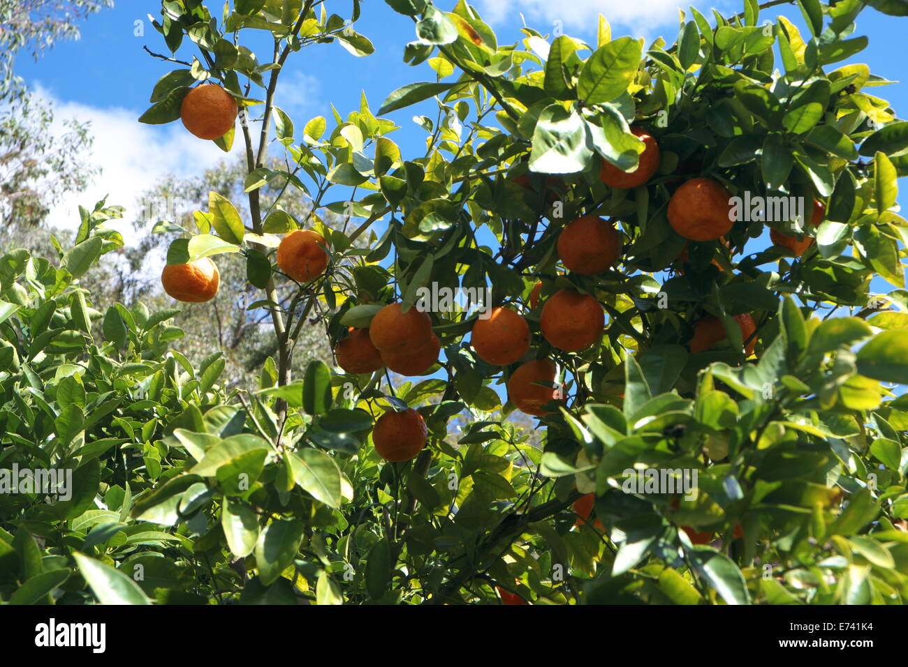 mandarins growing in the Hawkesbury valley region, 2 hours north of ...