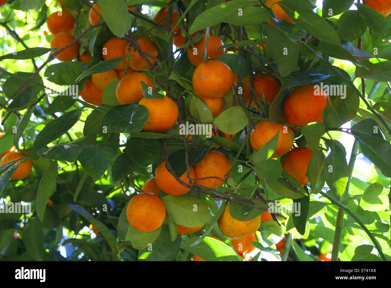 mandarins growing in the Hawkesbury valley region, 2 hours north of ...