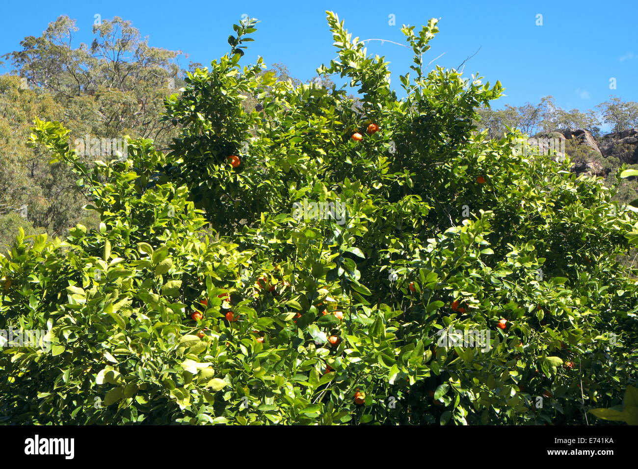 Australian orange orchard hi-res stock photography and images - Alamy