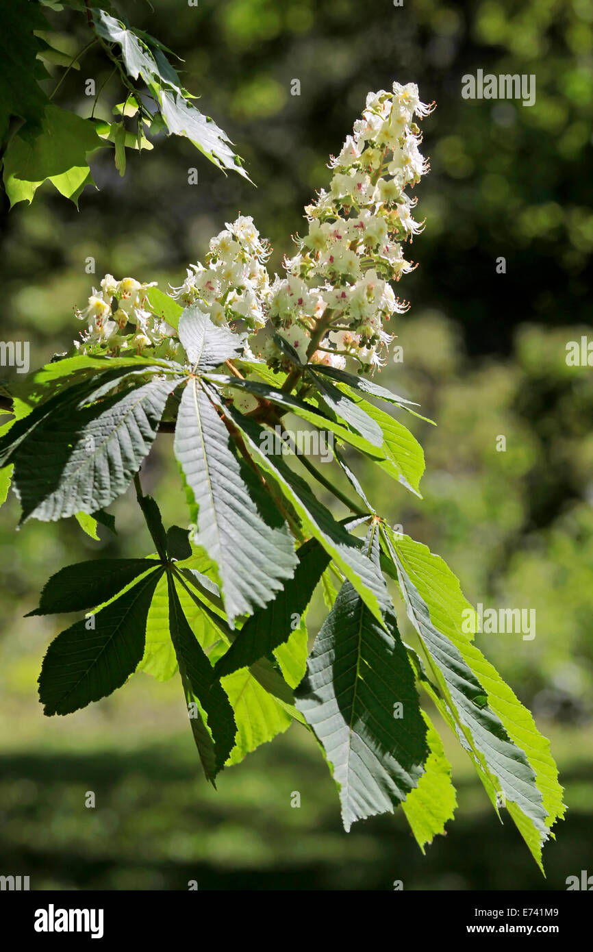 Blooming chestnut tree in the park of Palace Festetics in Keszthely at ...