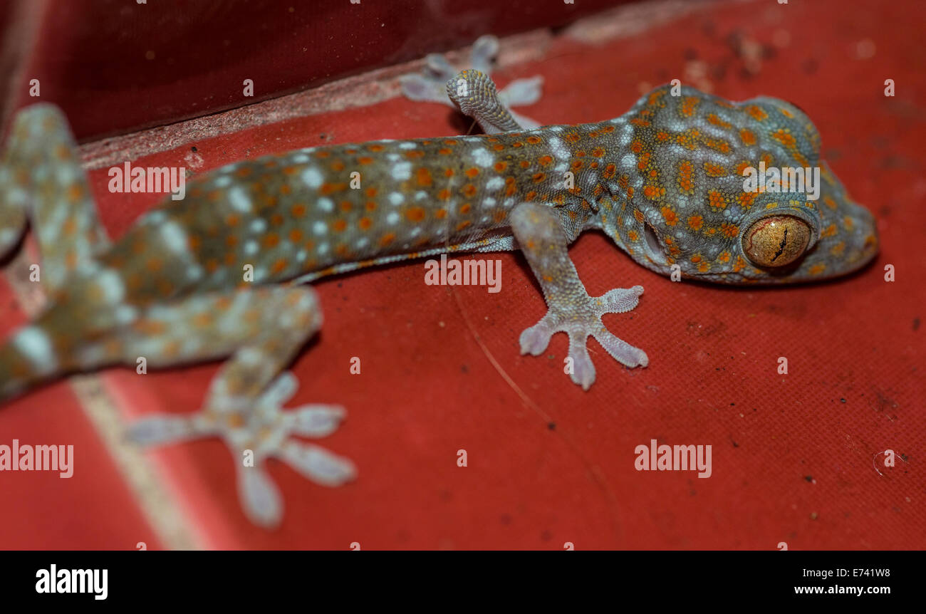 Tokay gecko feet hi-res stock photography and images - Alamy