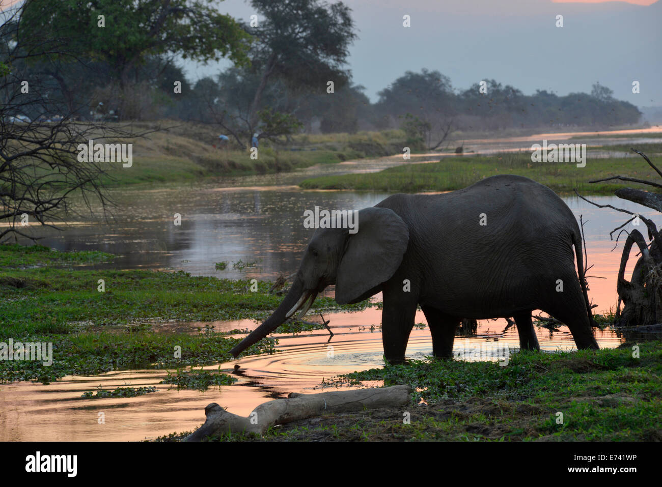 Tru plant hi-res stock photography and images - Alamy