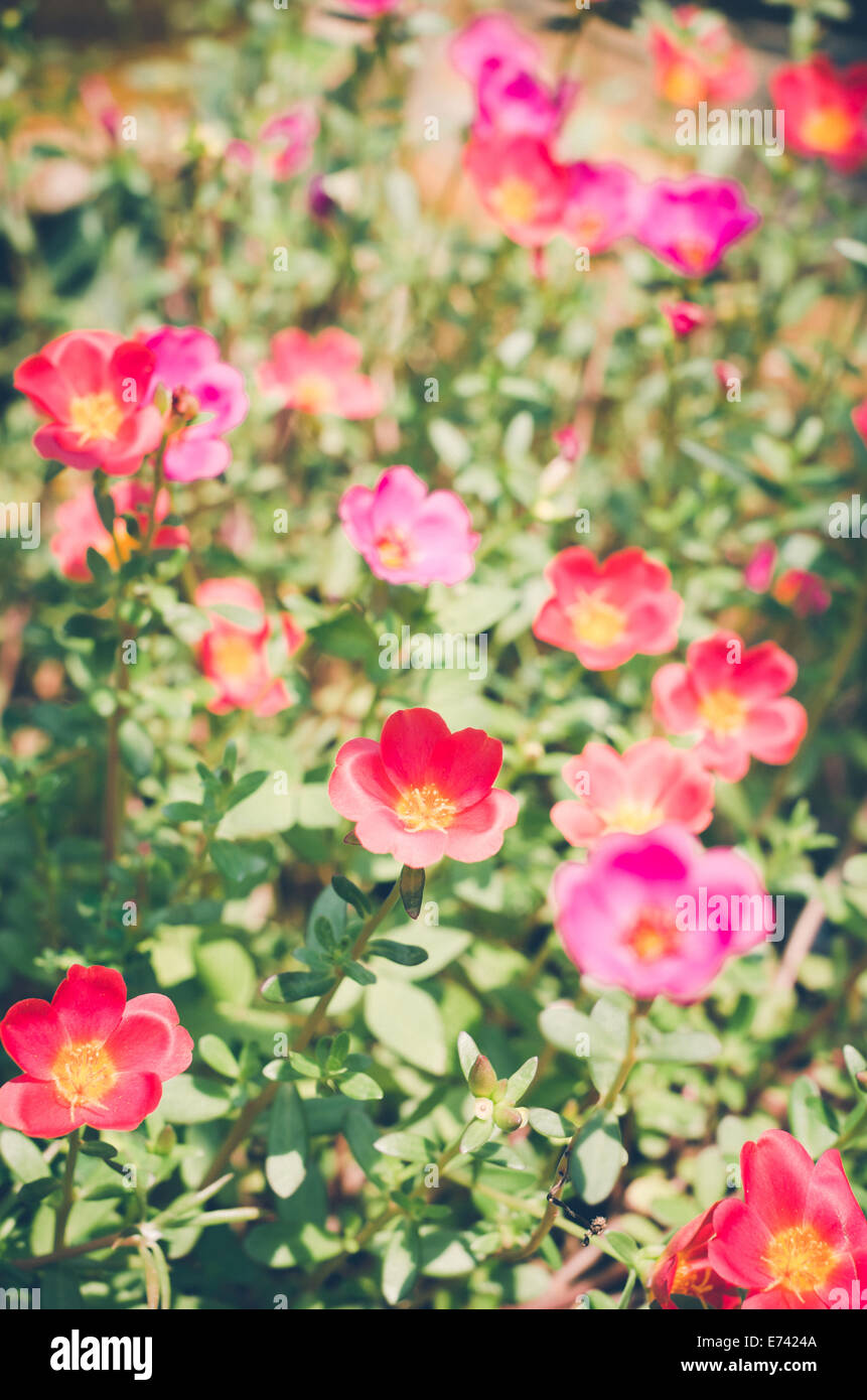Common Purslane or Verdolaga or Pigweed or Little Hogweed or Pusley ...