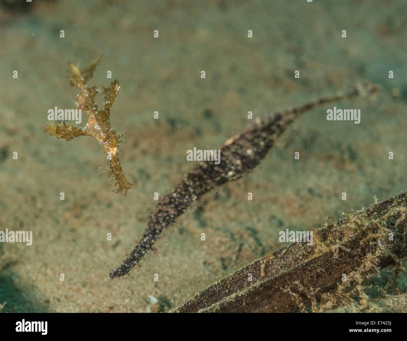 Robust Ghostpipefish High Resolution Stock Photography and Images - Alamy