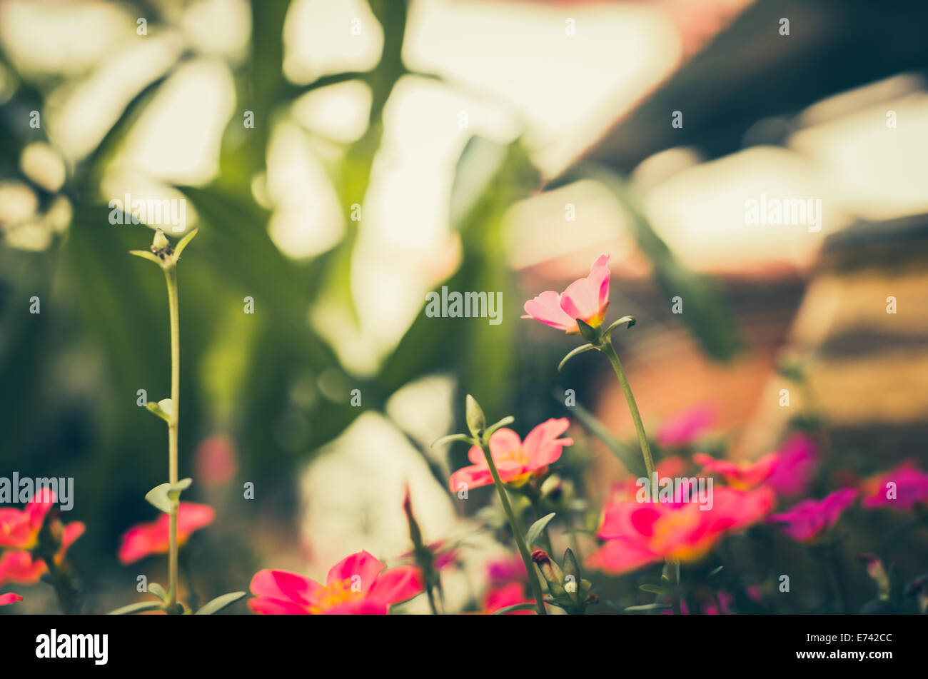 Common Purslane or Verdolaga or Pigweed or Little Hogweed or Pusley ...