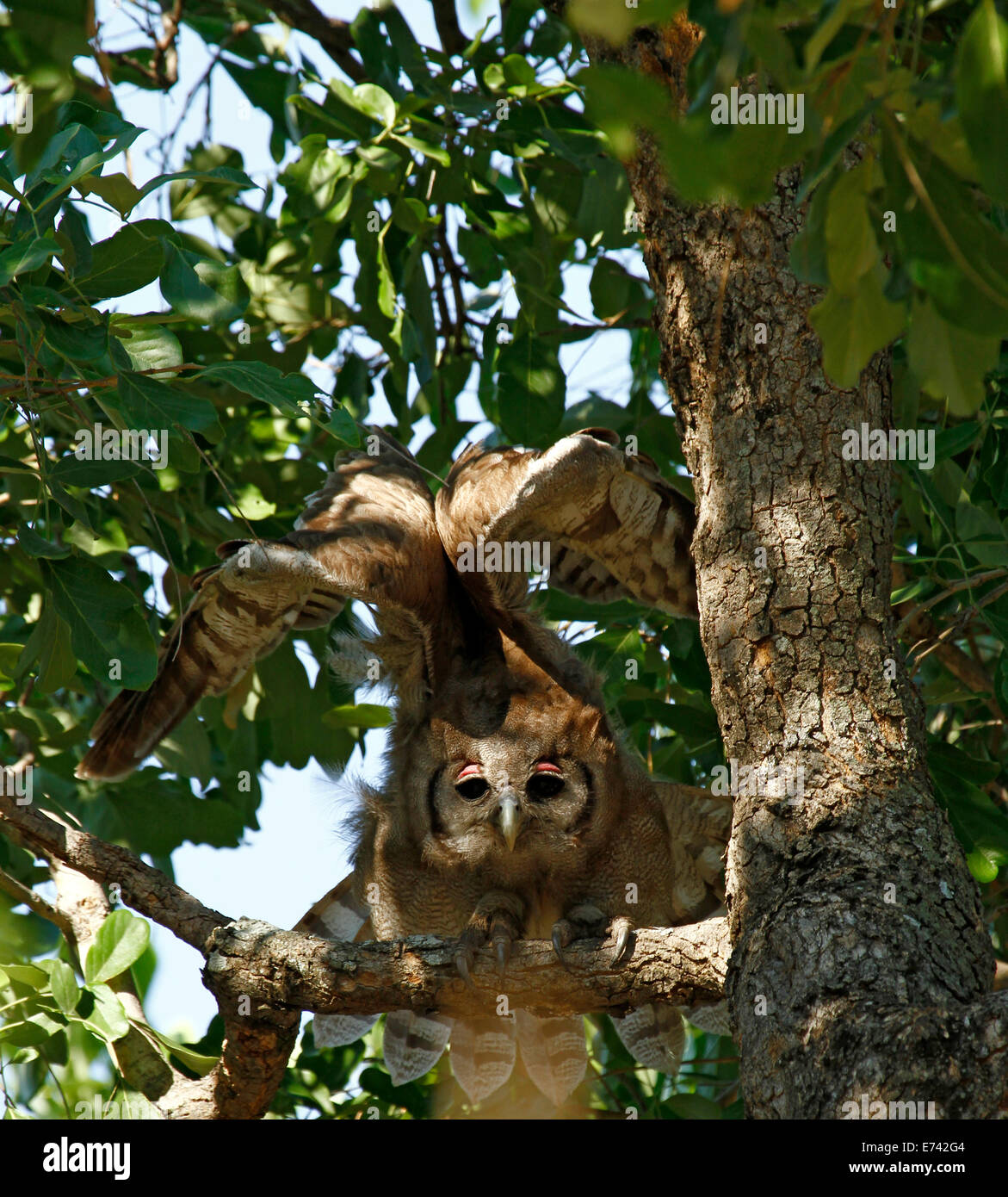 Verreaux's Eagle Owl wings raised about to take off note the pink ...