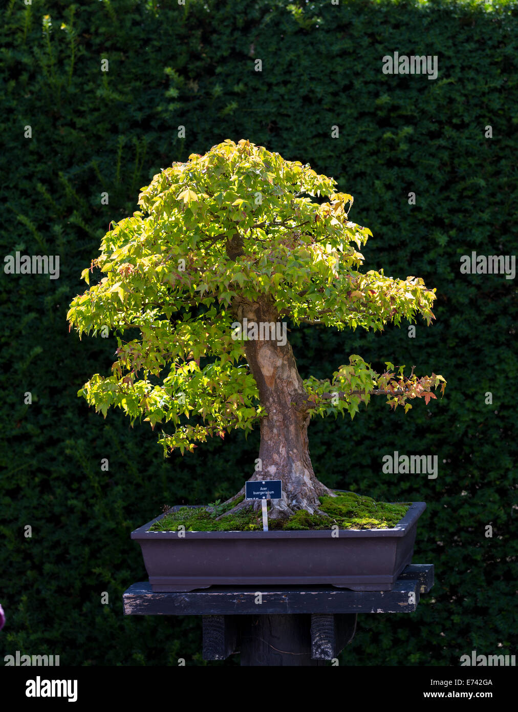 Bonsai acer buergerianum tree Stock Photo - Alamy