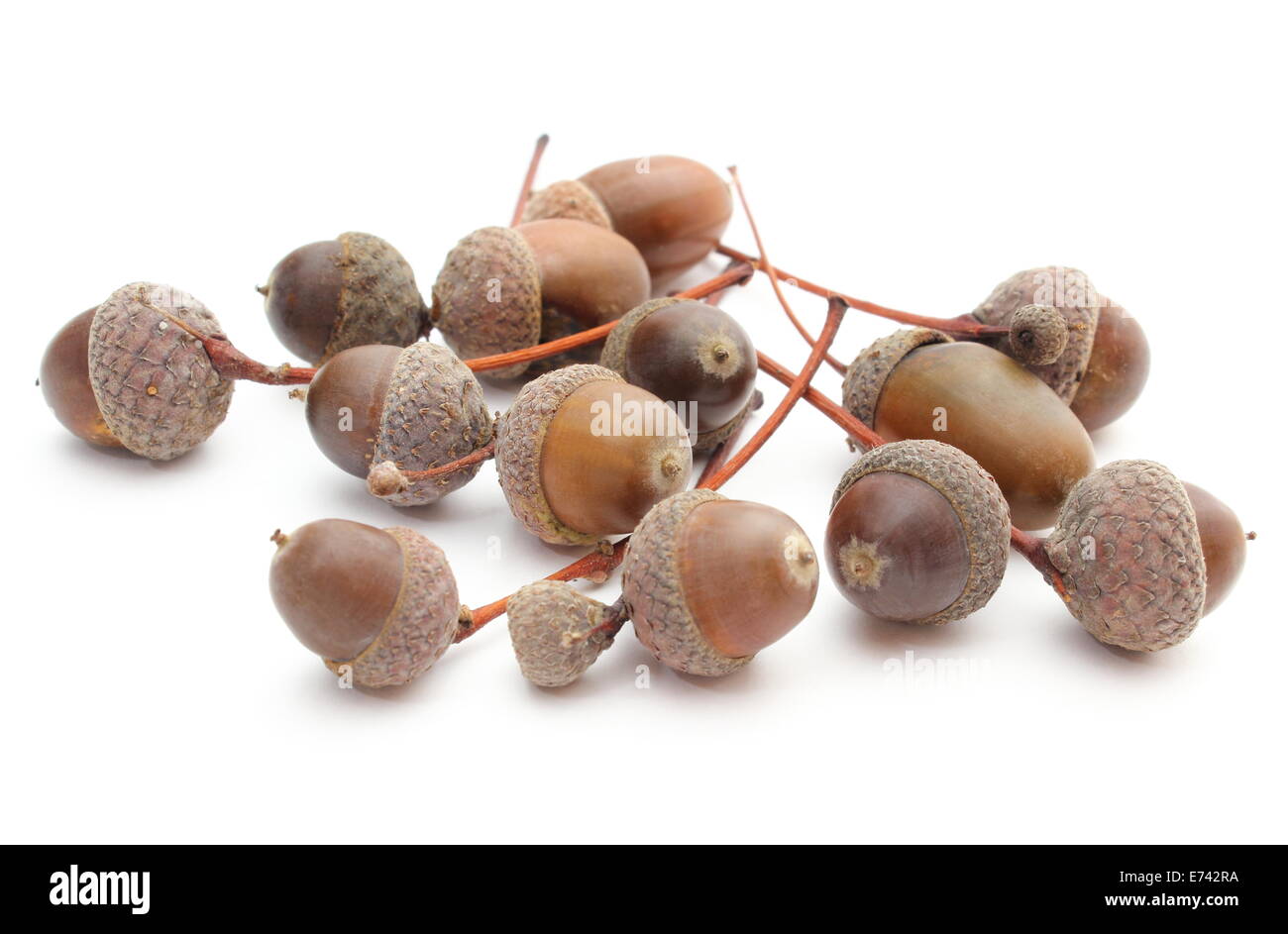 Stack of brown acorns isolated on white background Stock Photo - Alamy
