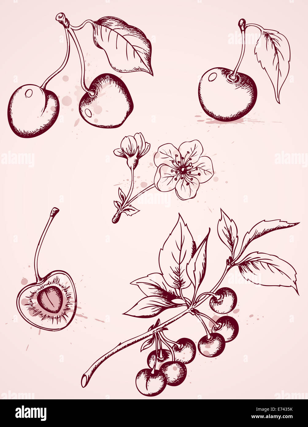 Set of hand drawn vintage cherry Stock Photo - Alamy