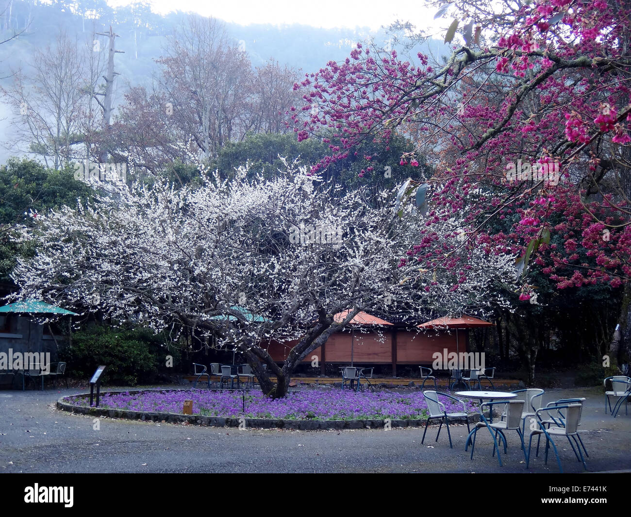 Beautiful flower Garden in Wuling Farm Taiwan for adv or others purpose ...
