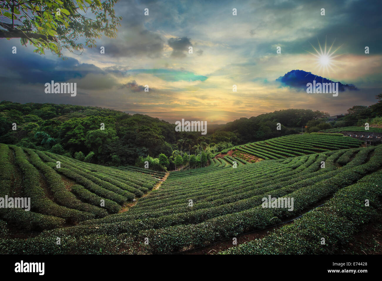 Beautiful tea hi-res stock photography and images - Alamy