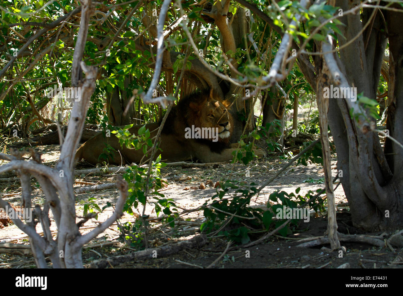 Rear view male lion walking away hi-res stock photography and images ...