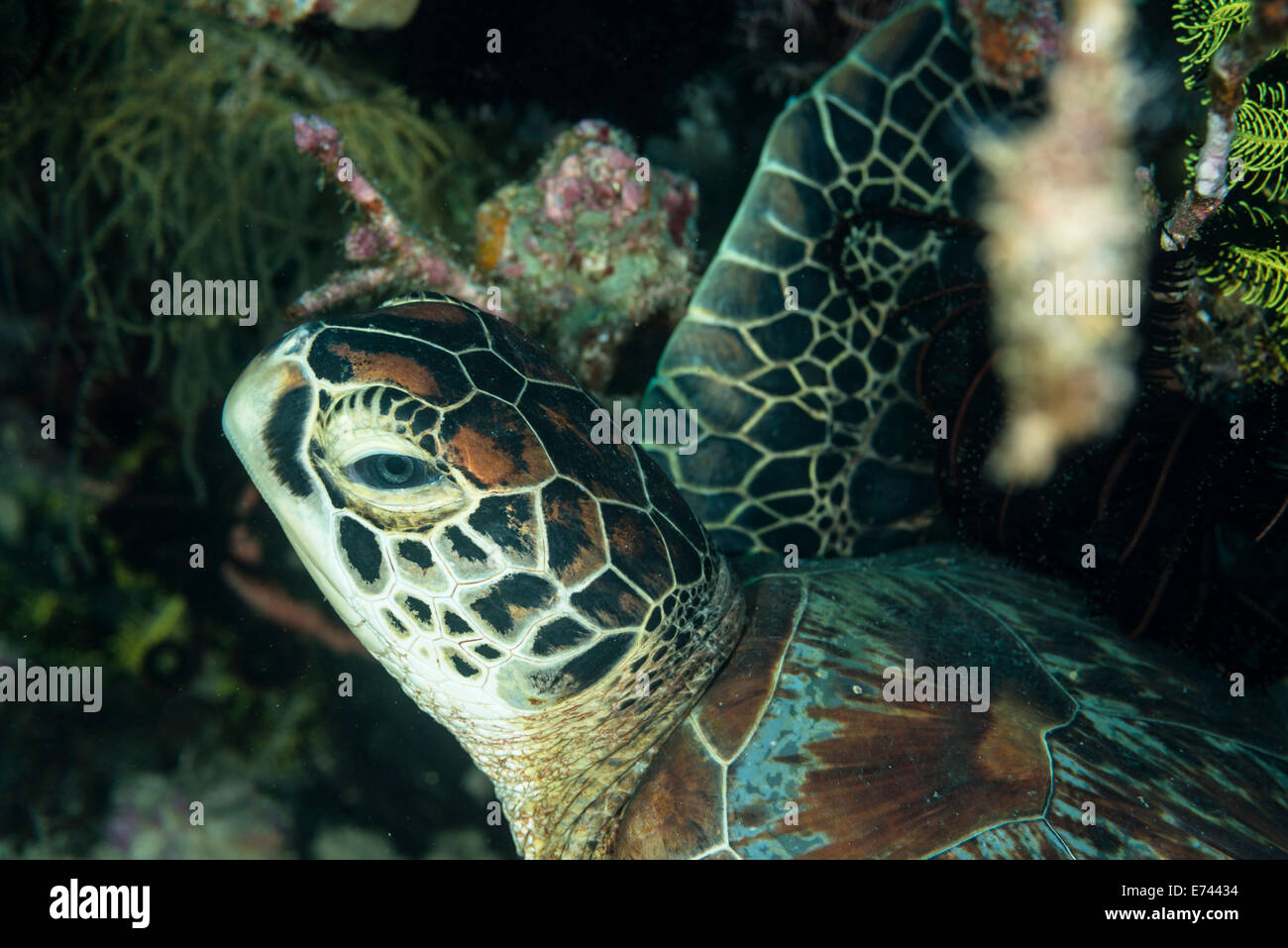 Green sea turtle chilling on the sea floor Stock Photo - Alamy