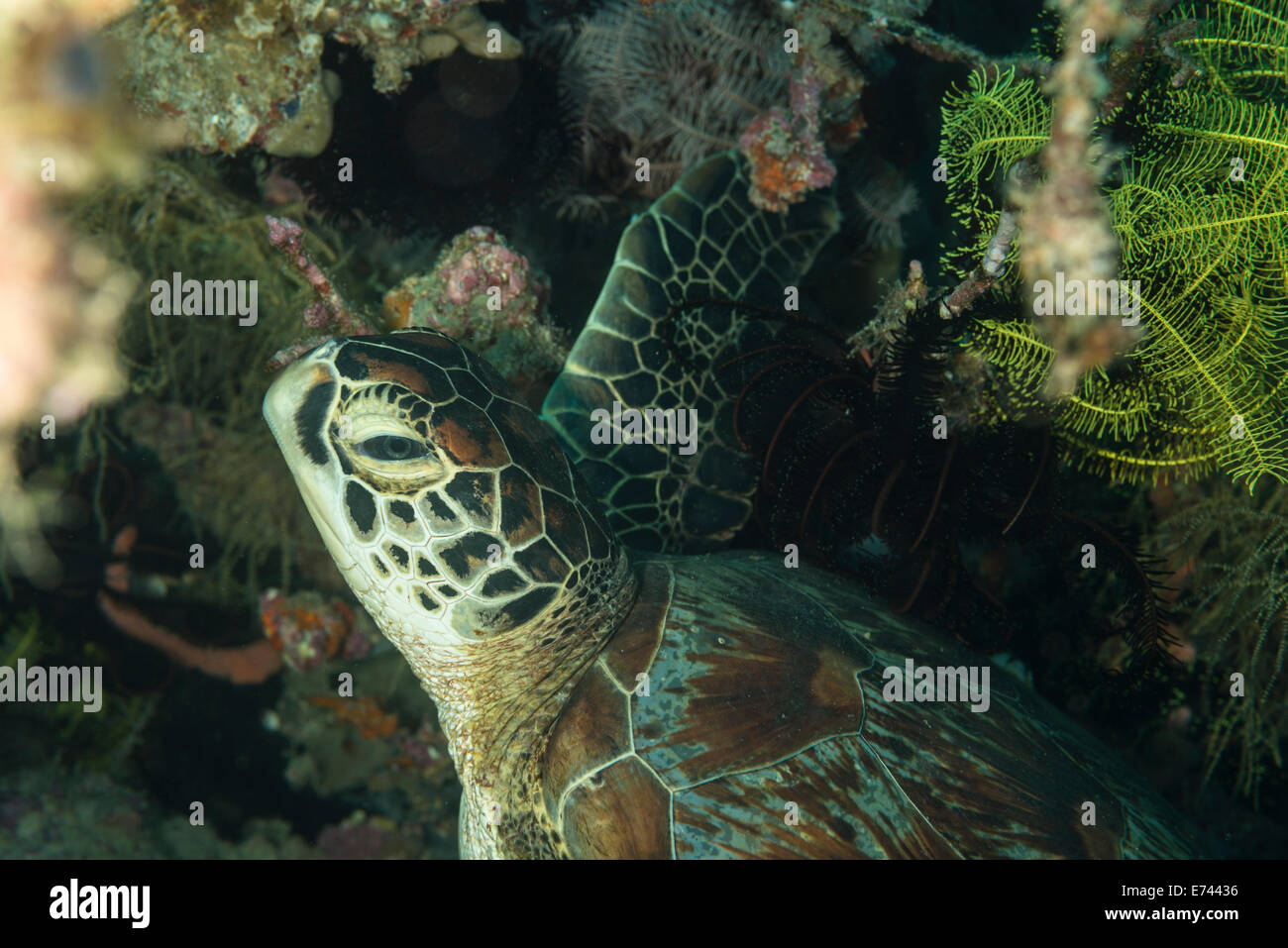 Green sea turtle chilling on the sea floor Stock Photo - Alamy