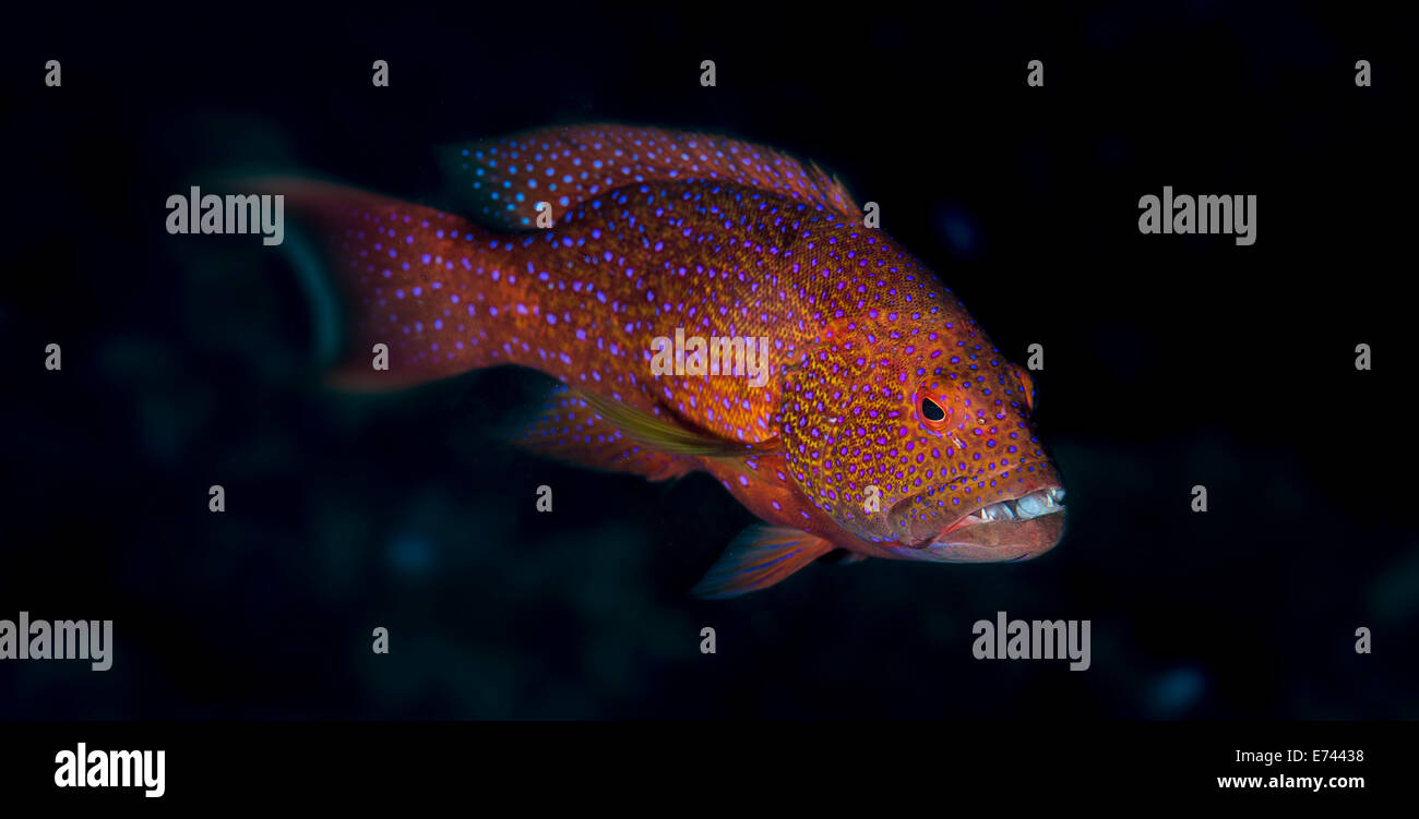 Grouper facing the camera Stock Photo - Alamy