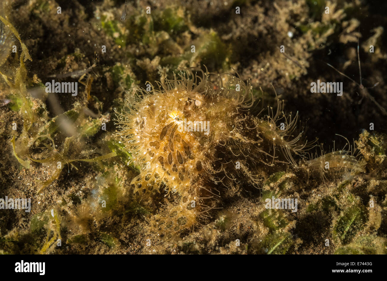 Hairy frogfish hi-res stock photography and images - Alamy