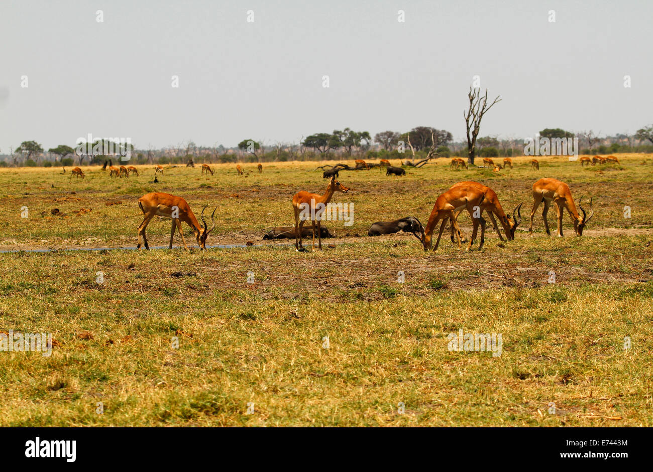 Impala antelope, a very pretty dainty species they live on the plains ...