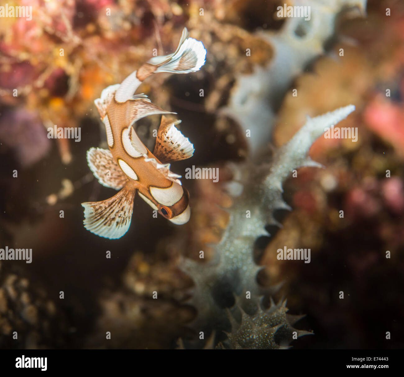 Juvenile harlequin sweetlips on a coral Stock Photo - Alamy