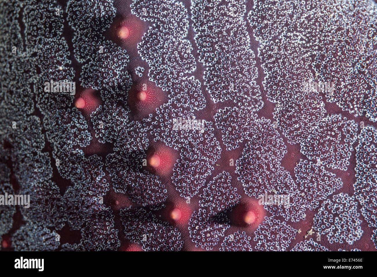 Knobbed hi-res stock photography and images - Alamy