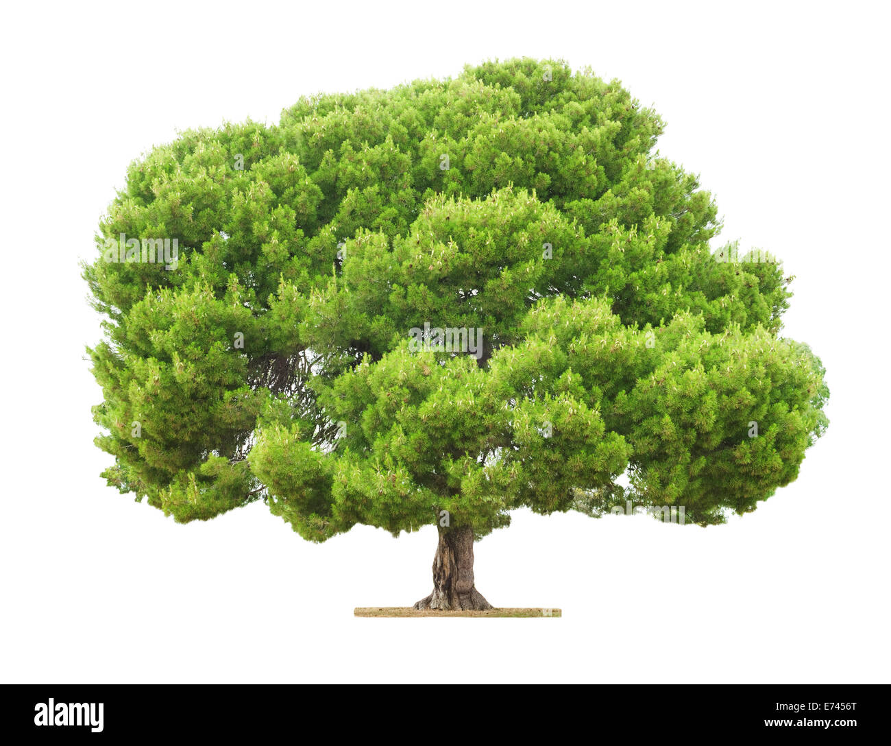 Green beautiful and big tree isolated on white background Stock Photo ...