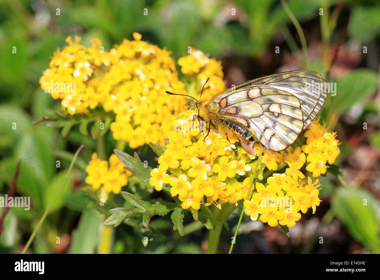 Eversmann's Parnassian butterfly (Parnassius eversmanni) in Hokkaido ...