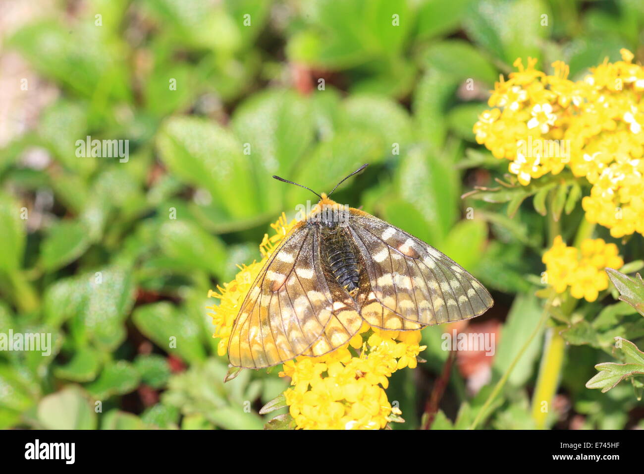 Eversmann's Parnassian butterfly (Parnassius eversmanni) in Hokkaido ...