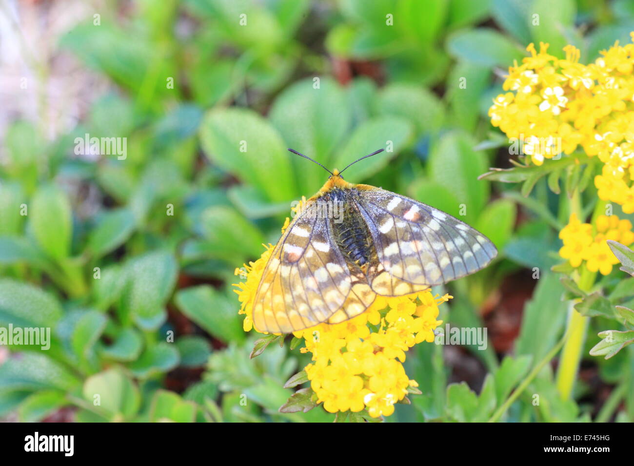 Eversmanns hi-res stock photography and images - Alamy