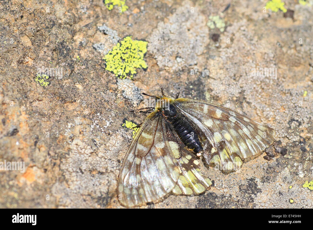 Eversmanns parnassian hi-res stock photography and images - Alamy
