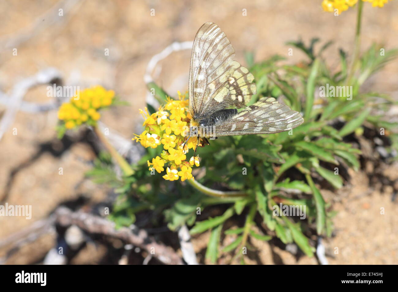 Eversmanns parnassian hi-res stock photography and images - Alamy