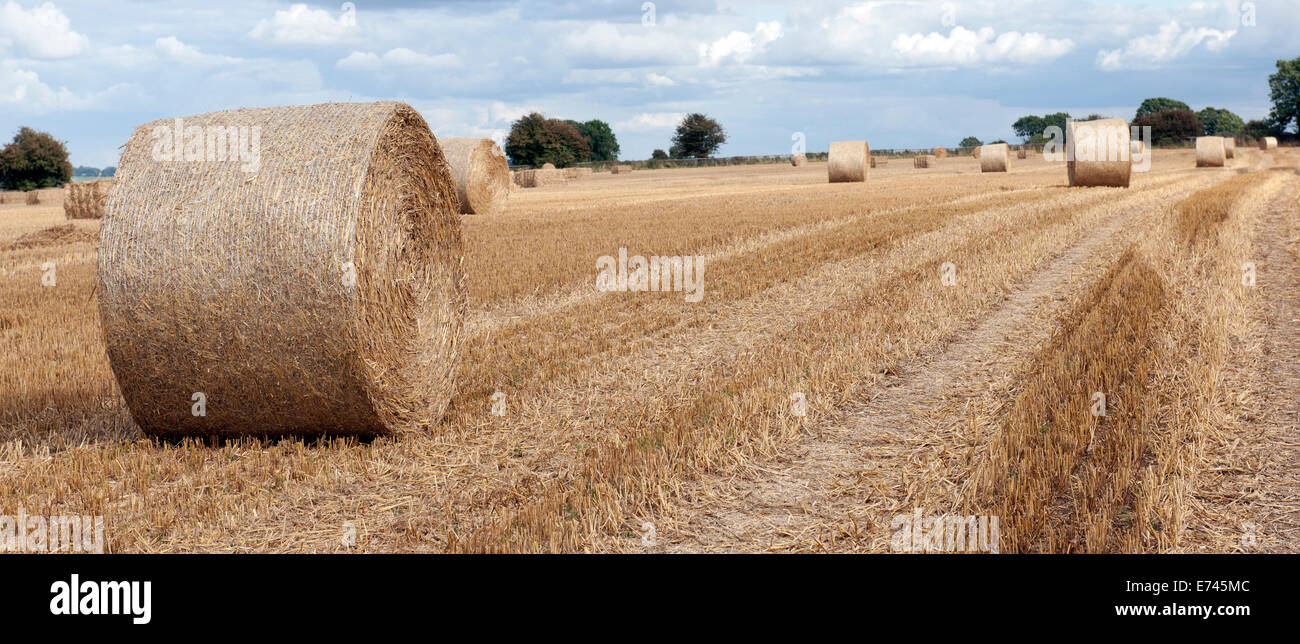 Hay bales in field Stock Photo - Alamy