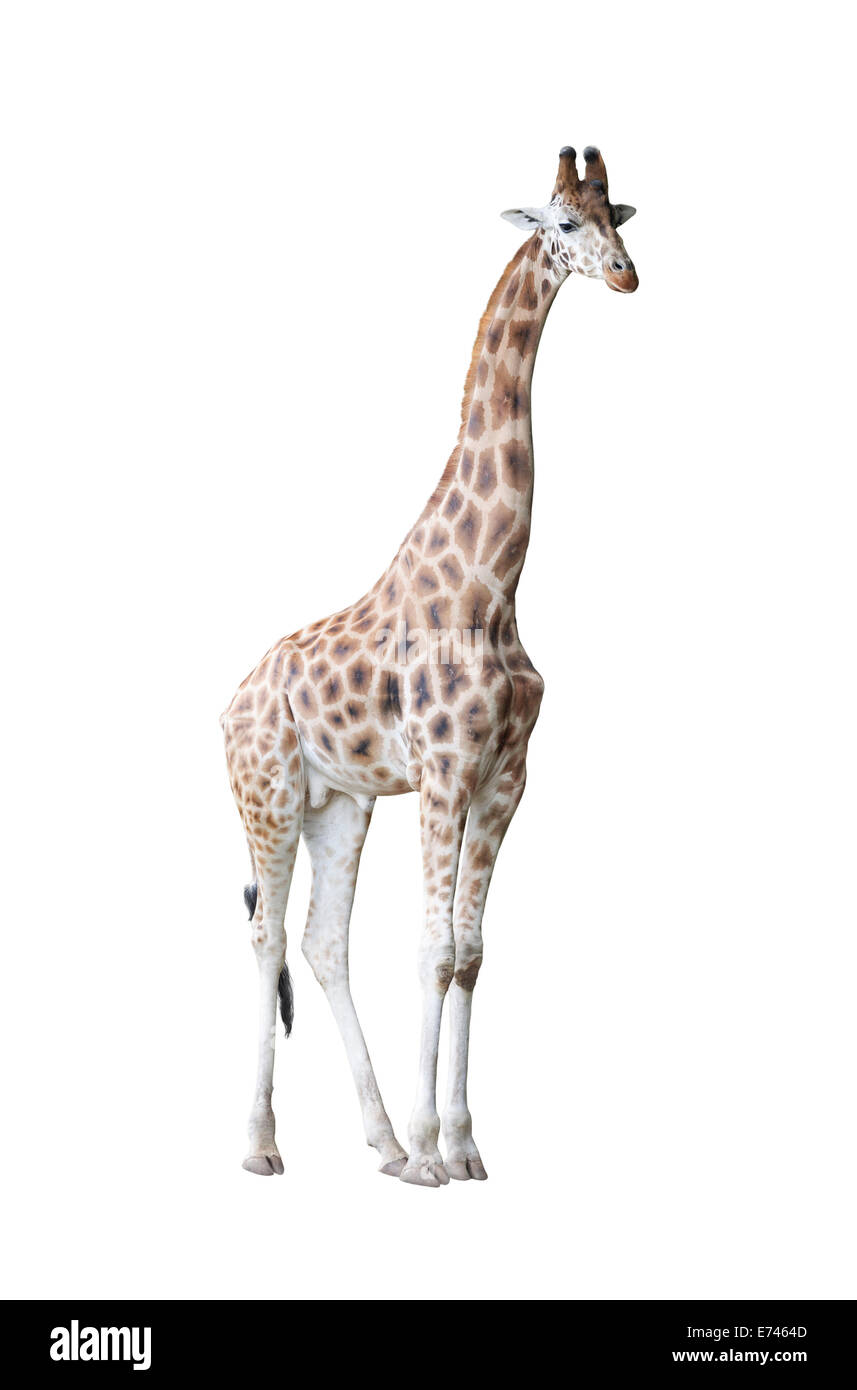 Giraffe cut out Cut Out Stock Images & Pictures - Alamy