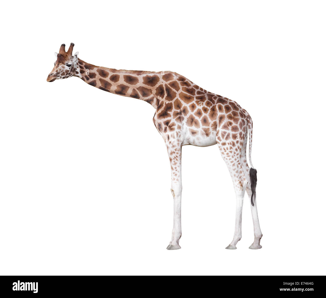 Giraffe isolated on white with clipping path Stock Photo - Alamy