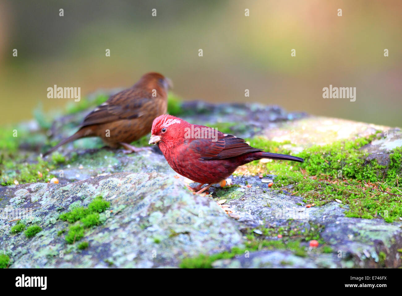 Vinaceus hi-res stock photography and images - Alamy