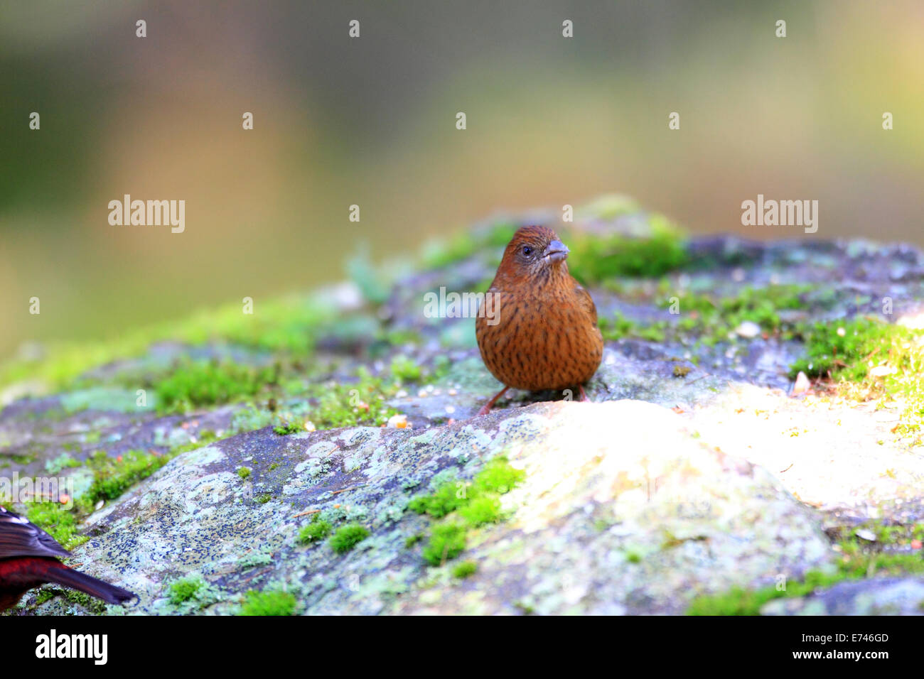 Carpodacus vinaceus hi-res stock photography and images - Alamy