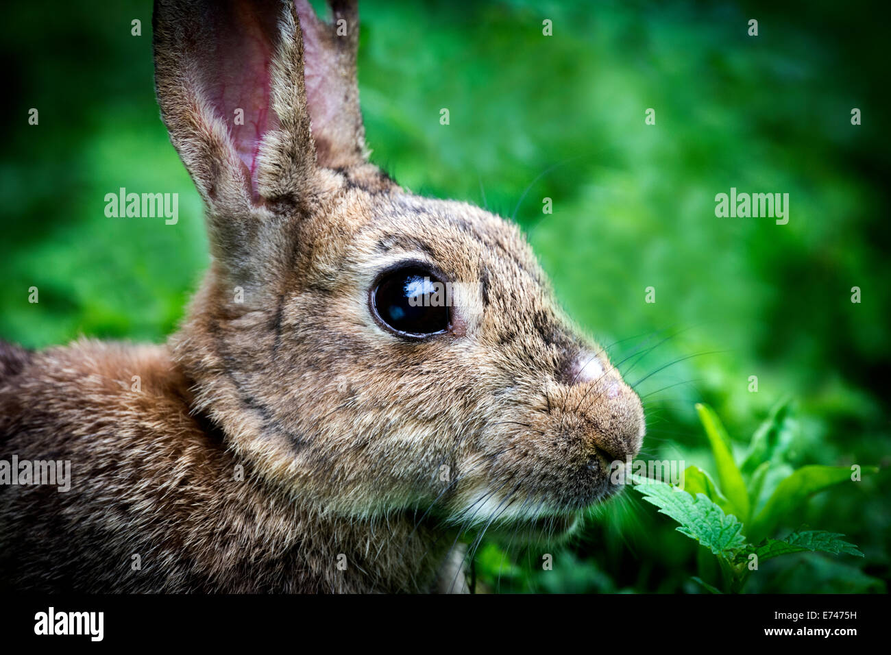 Portrait head only of a common British rabbit Stock Photo - Alamy