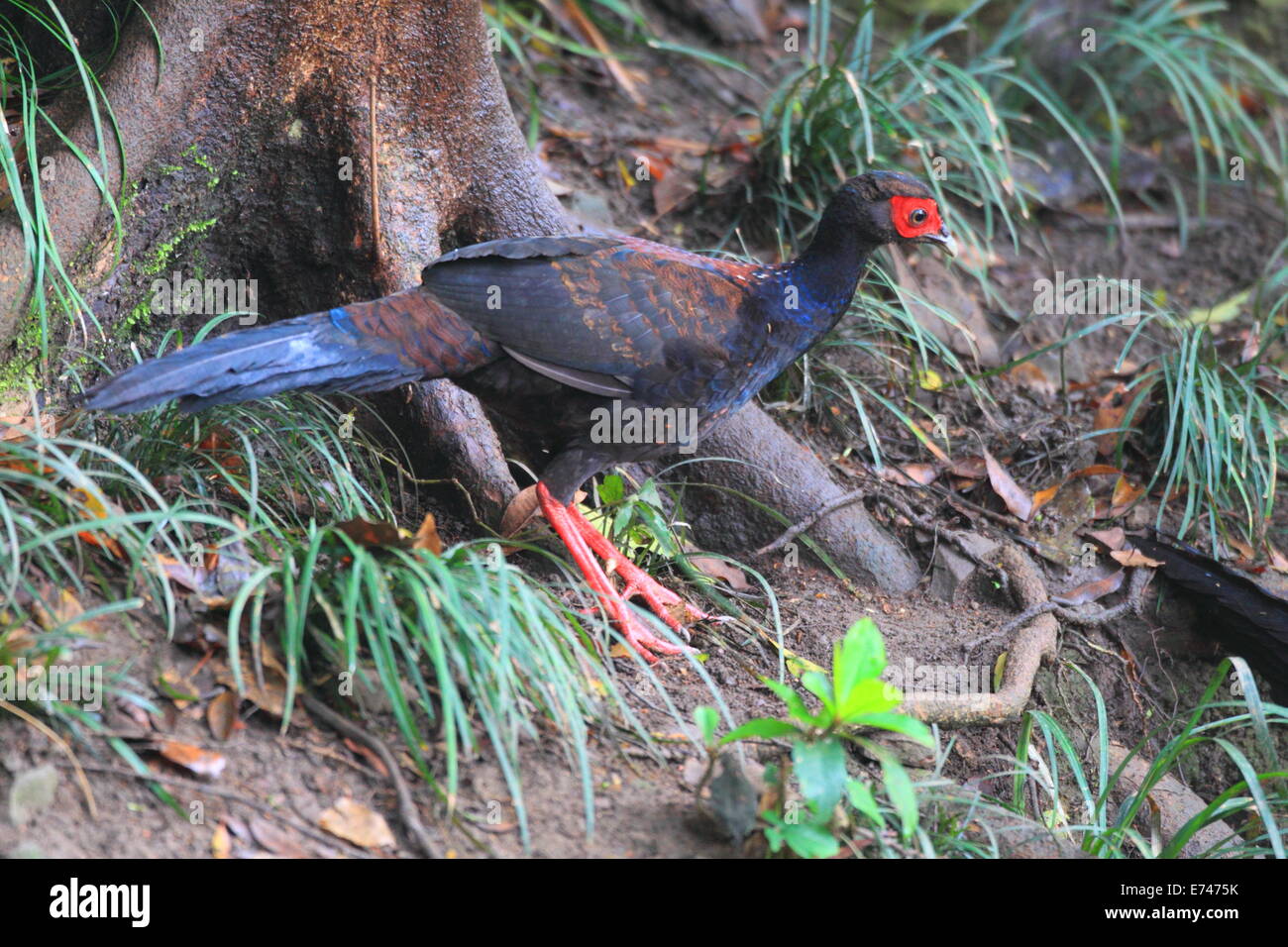 Swinhoes hi-res stock photography and images - Alamy