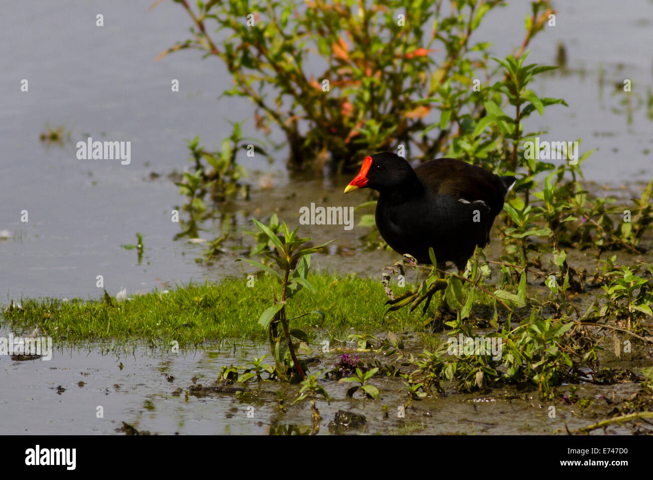 Gallinula waterbird hi-res stock photography and images - Alamy