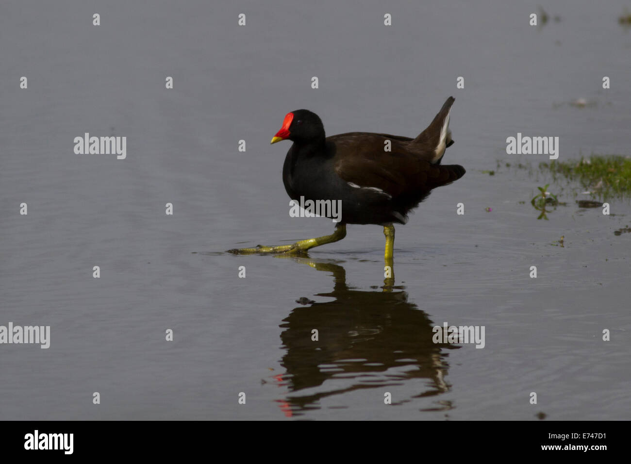 Gallinula waterbird hi-res stock photography and images - Alamy