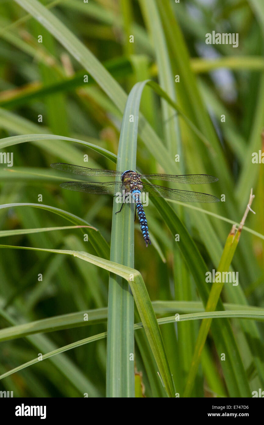 Blue Hawker Dragonfly (Aeshna cyanea) aka Southern Hawker Stock Photo ...
